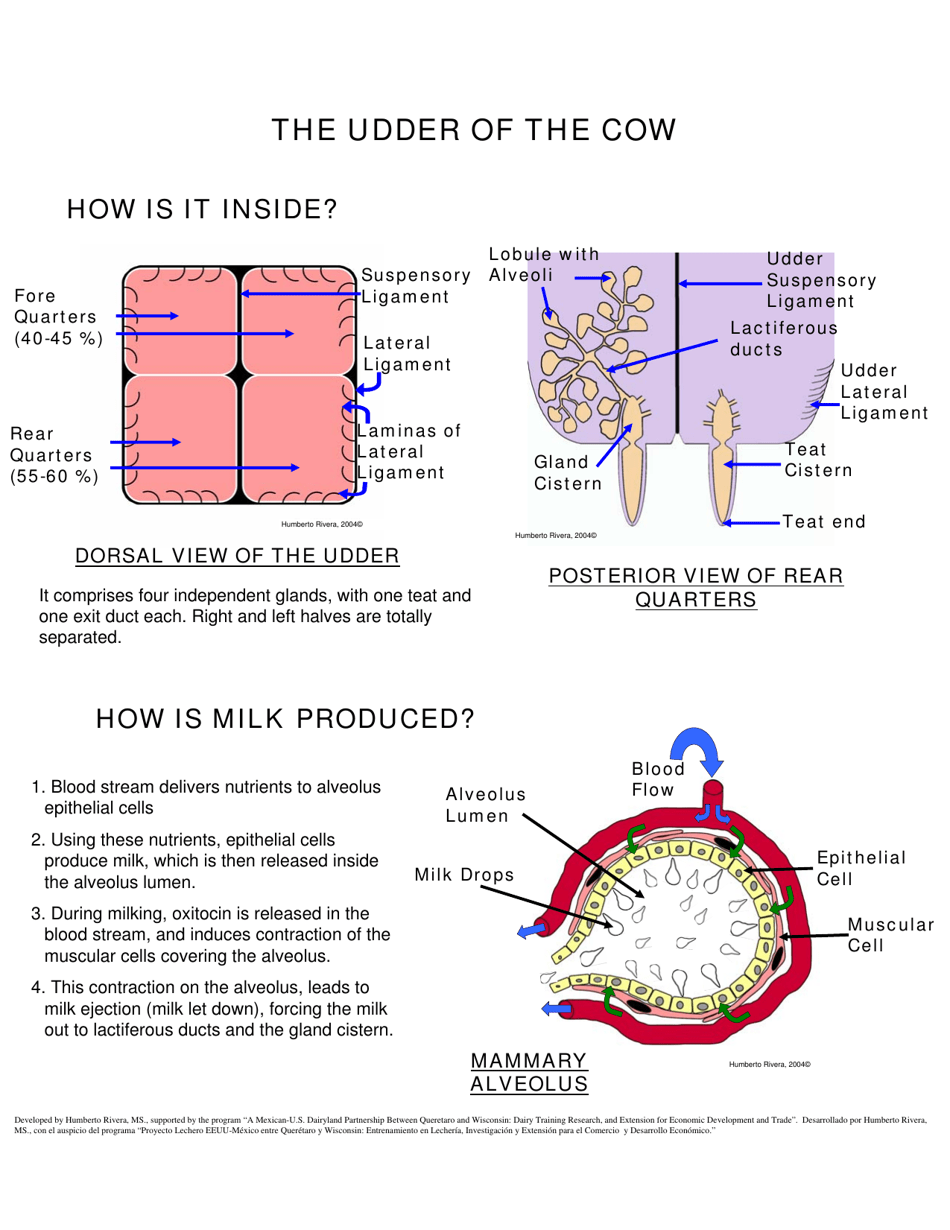 The Udder of the Cow - Humberto Rivera Download Printable PDF ...