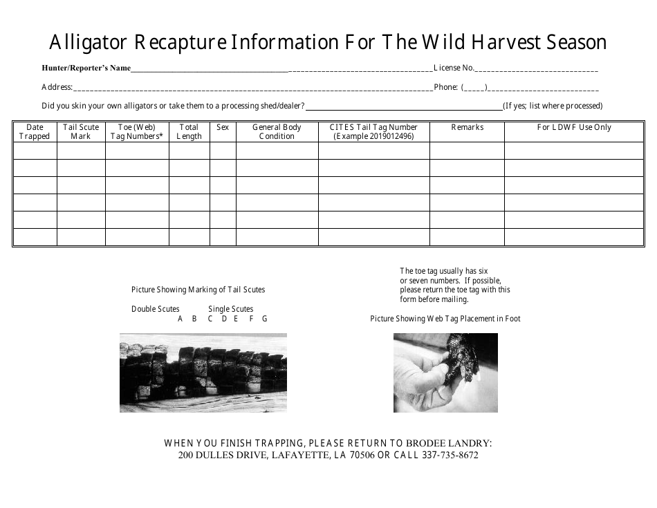 Louisiana Alligator Recapture Information for the Wild Harvest Season ...