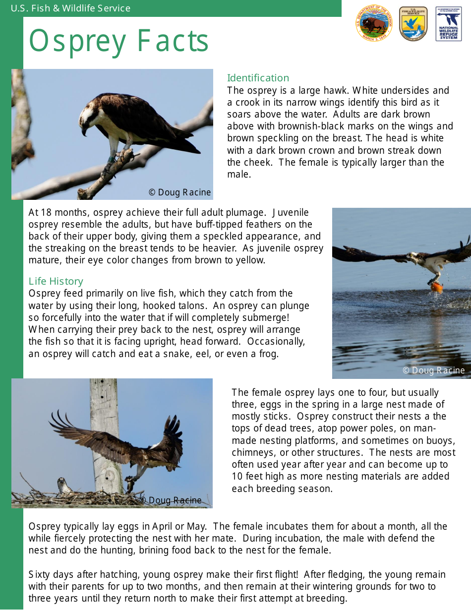 Osprey Facts - Fill Out, Sign Online and Download PDF | Templateroller