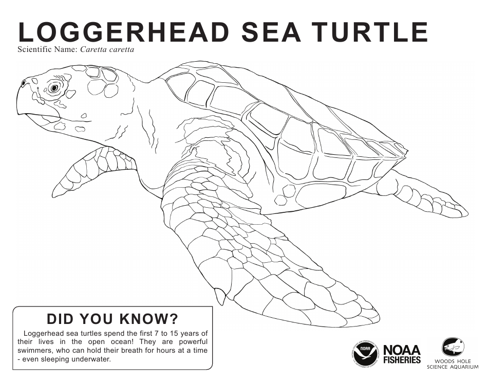 Loggerhead Sea Turtle Coloring Sheet Download Printable PDF ...