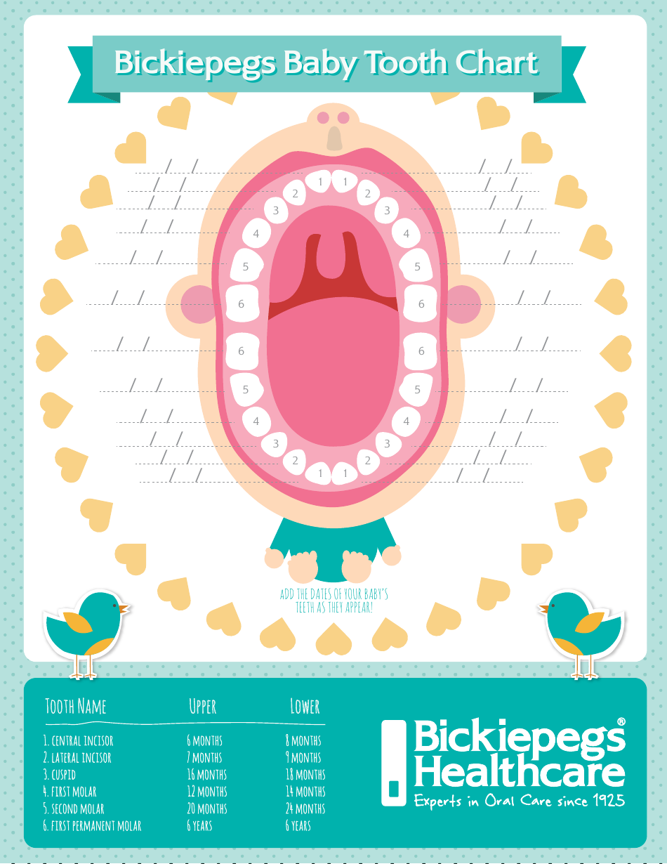 Baby Tooth Chart - Bickiepegs Download Printable PDF | Templateroller