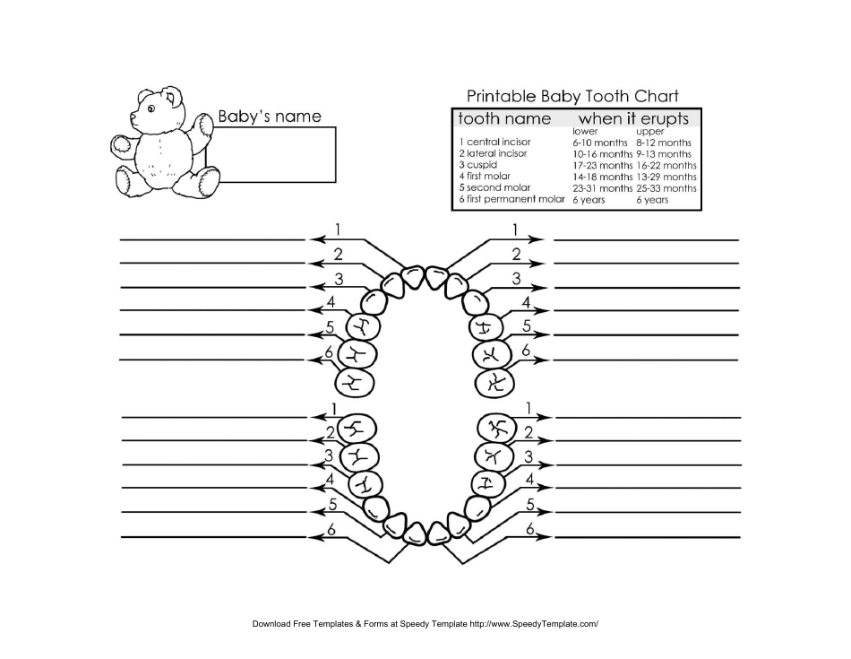 Baby Tooth Chart - Black and White Download Printable PDF | Templateroller