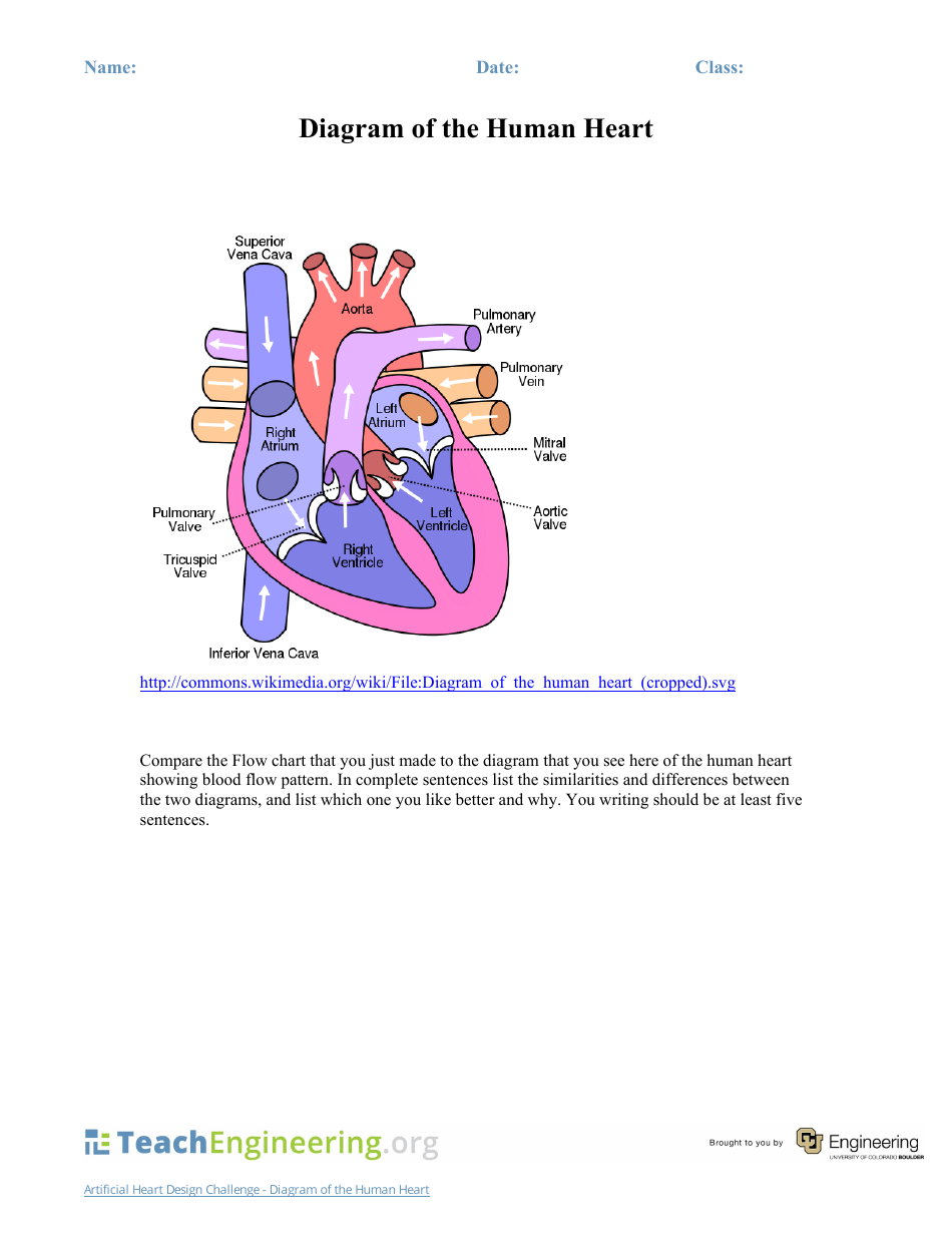 Human Heart Diagram Download Printable PDF | Templateroller