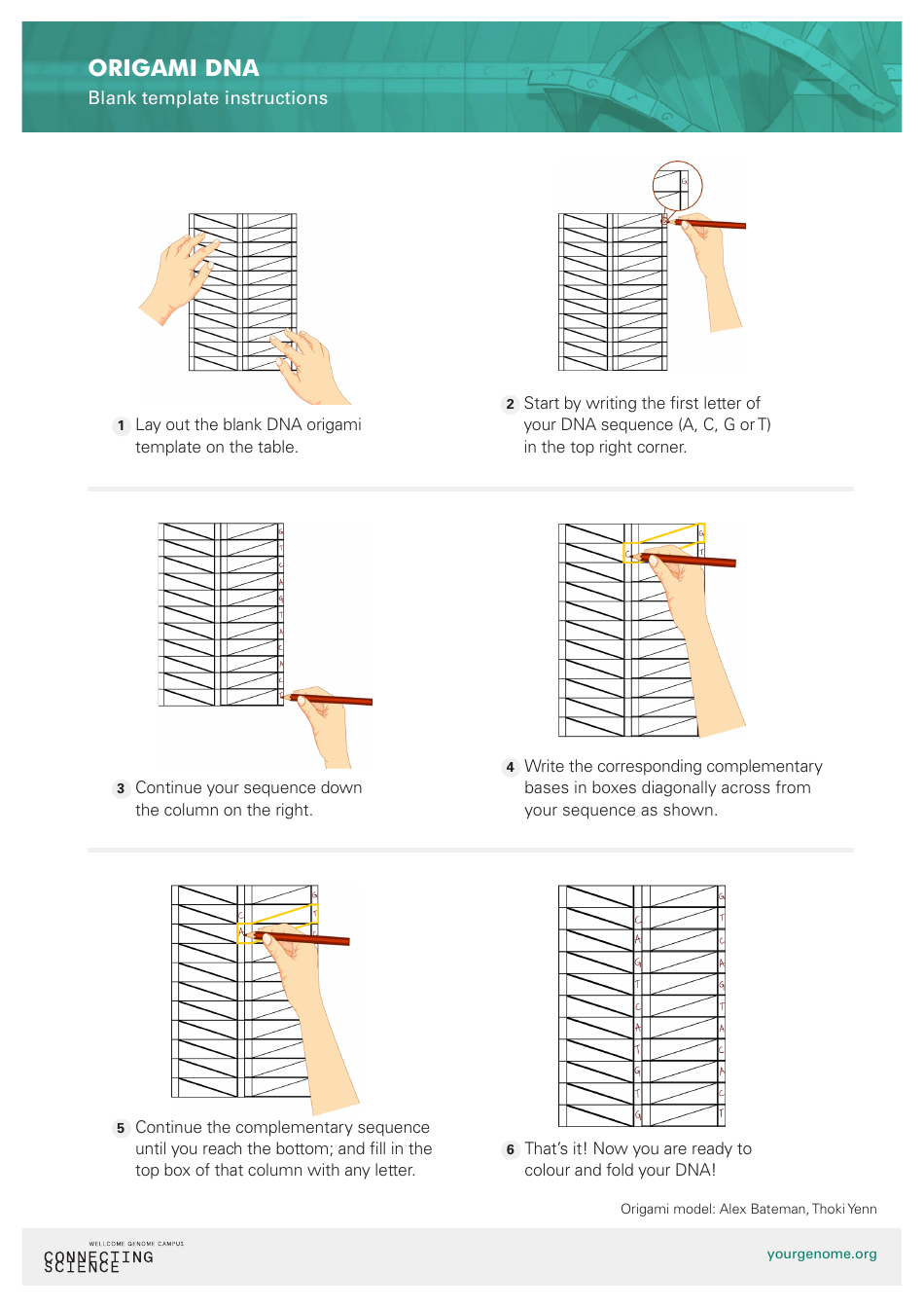 Origami Dna Download Printable PDF | Templateroller