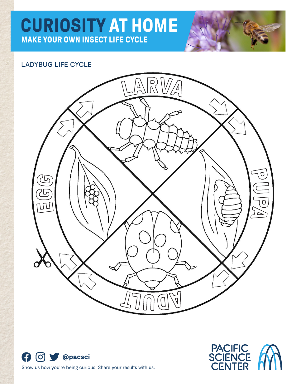 Insect Life Cycle Worksheet Download Printable PDF | Templateroller