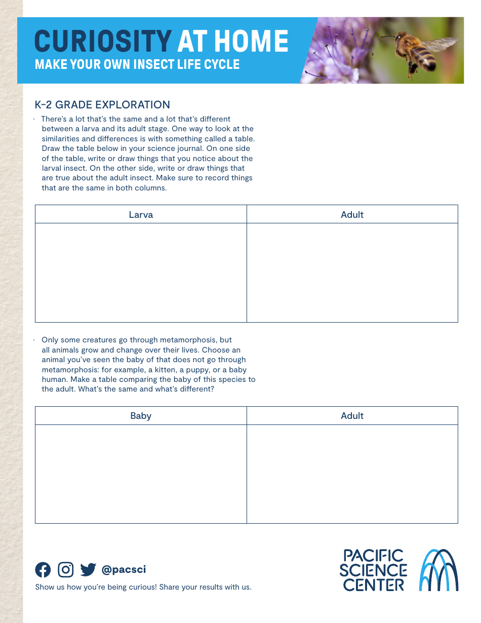 Insect Life Cycle Worksheet Download Printable PDF | Templateroller