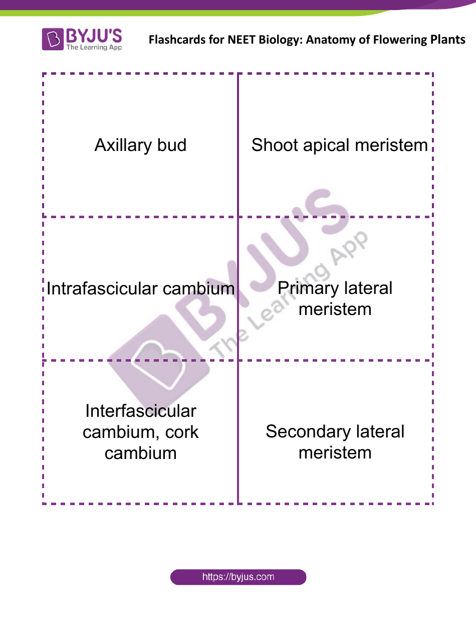 Biology Flashcards - Anatomy of Flowering Plants Download Printable PDF ...