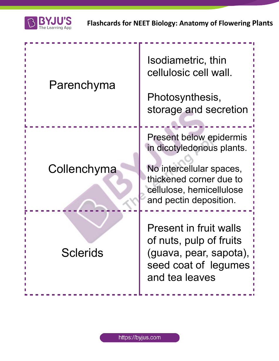 Biology Flashcards - Anatomy of Flowering Plants Download Printable PDF ...