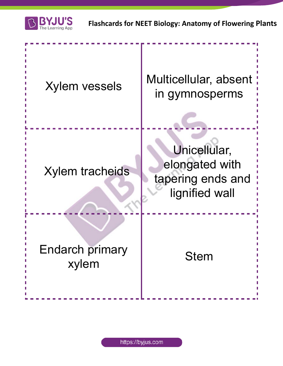 Biology Flashcards - Anatomy of Flowering Plants Download Printable PDF ...