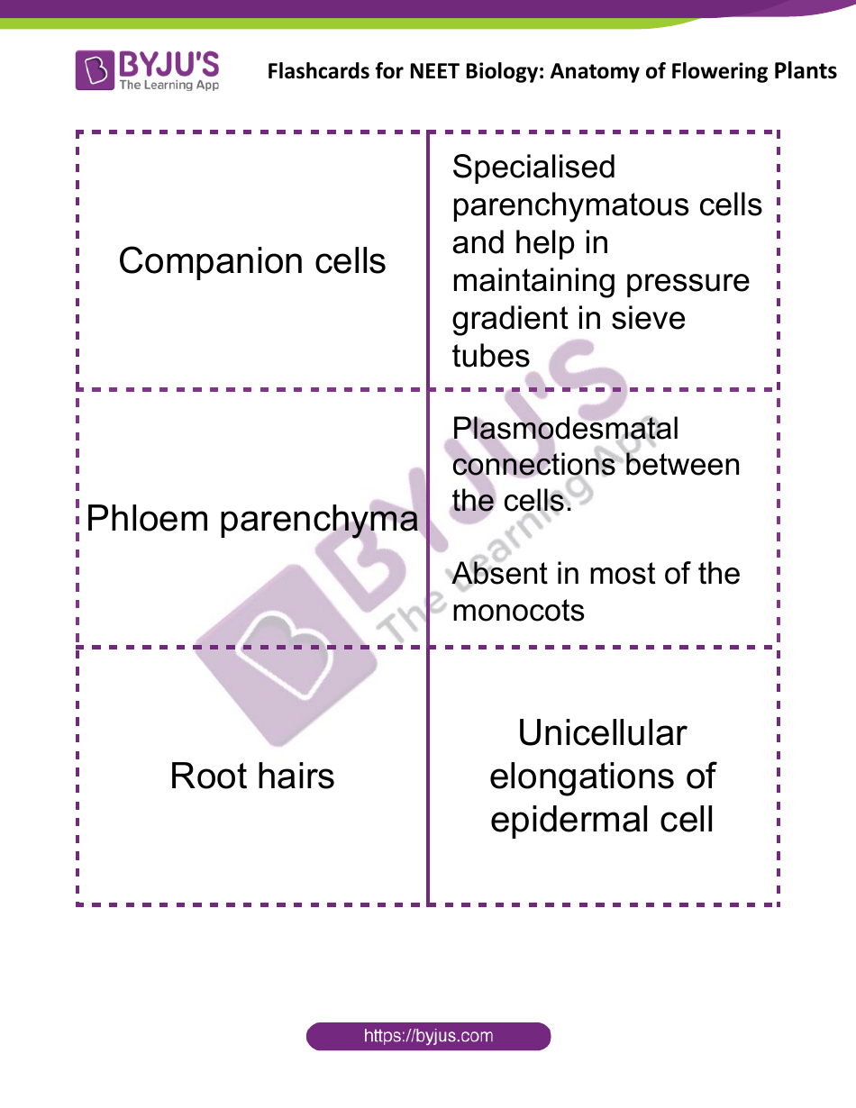 Biology Flashcards - Anatomy of Flowering Plants Download Printable PDF ...