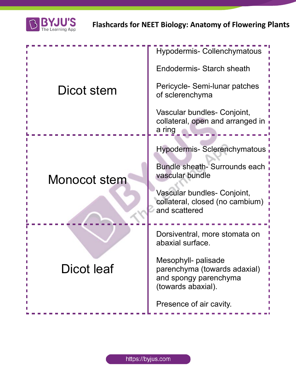 Biology Flashcards - Anatomy of Flowering Plants Download Printable PDF ...