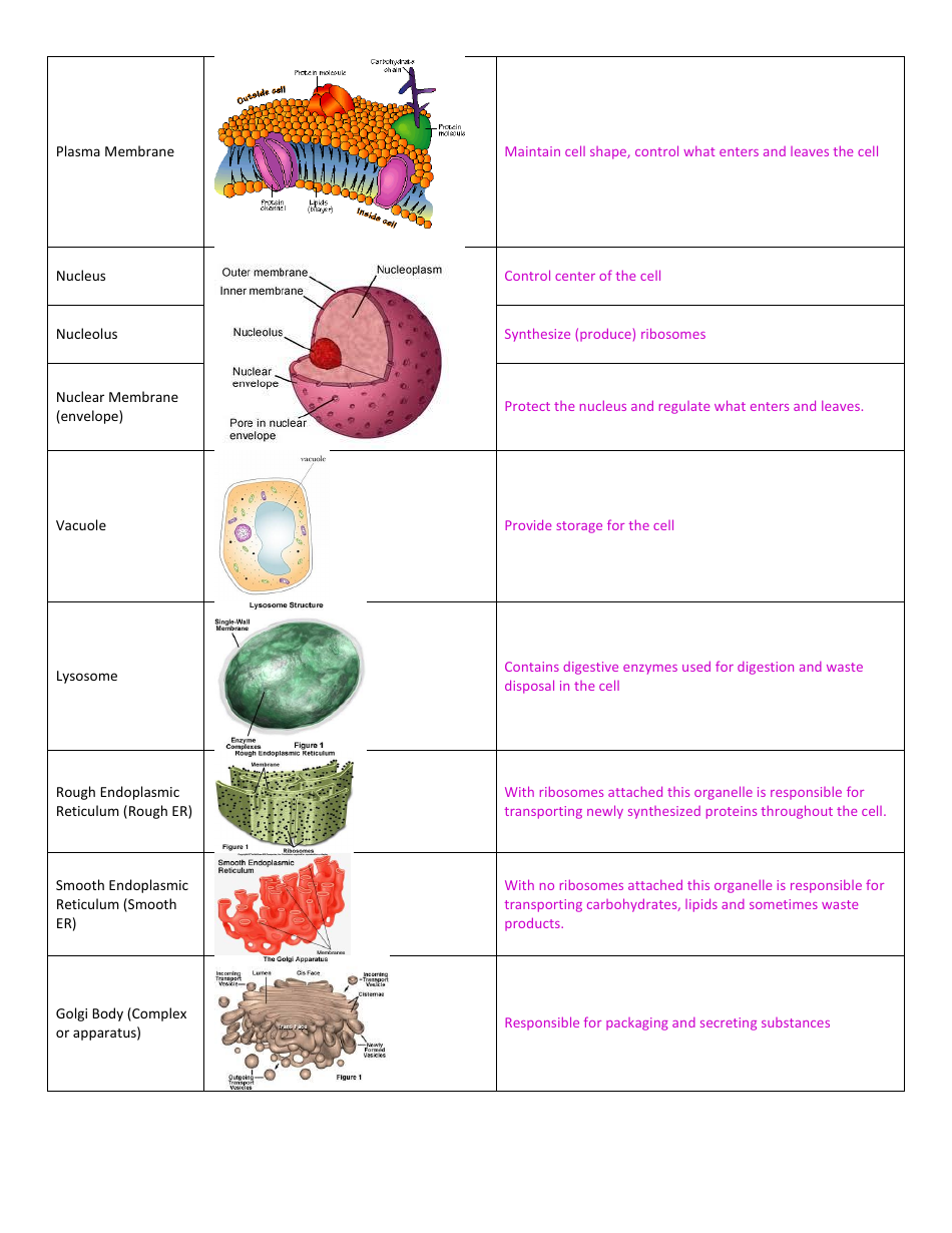 General Biology Midterm Exam Review Guide Download Printable PDF ... General Biology Midterm Exam Review Guide Download Printable PDF ...