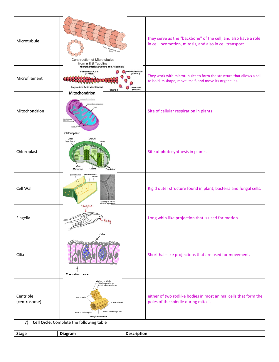 General Biology Midterm Exam Review Guide Download Printable PDF ... General Biology Midterm Exam Review Guide Download Printable PDF ...